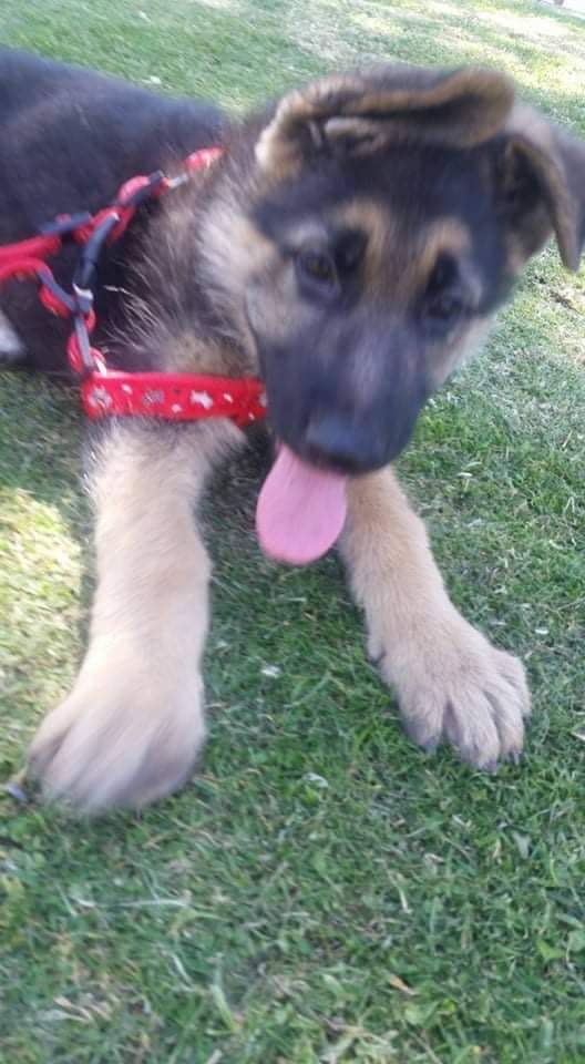 Buscamos a Max - Busco a mi perro